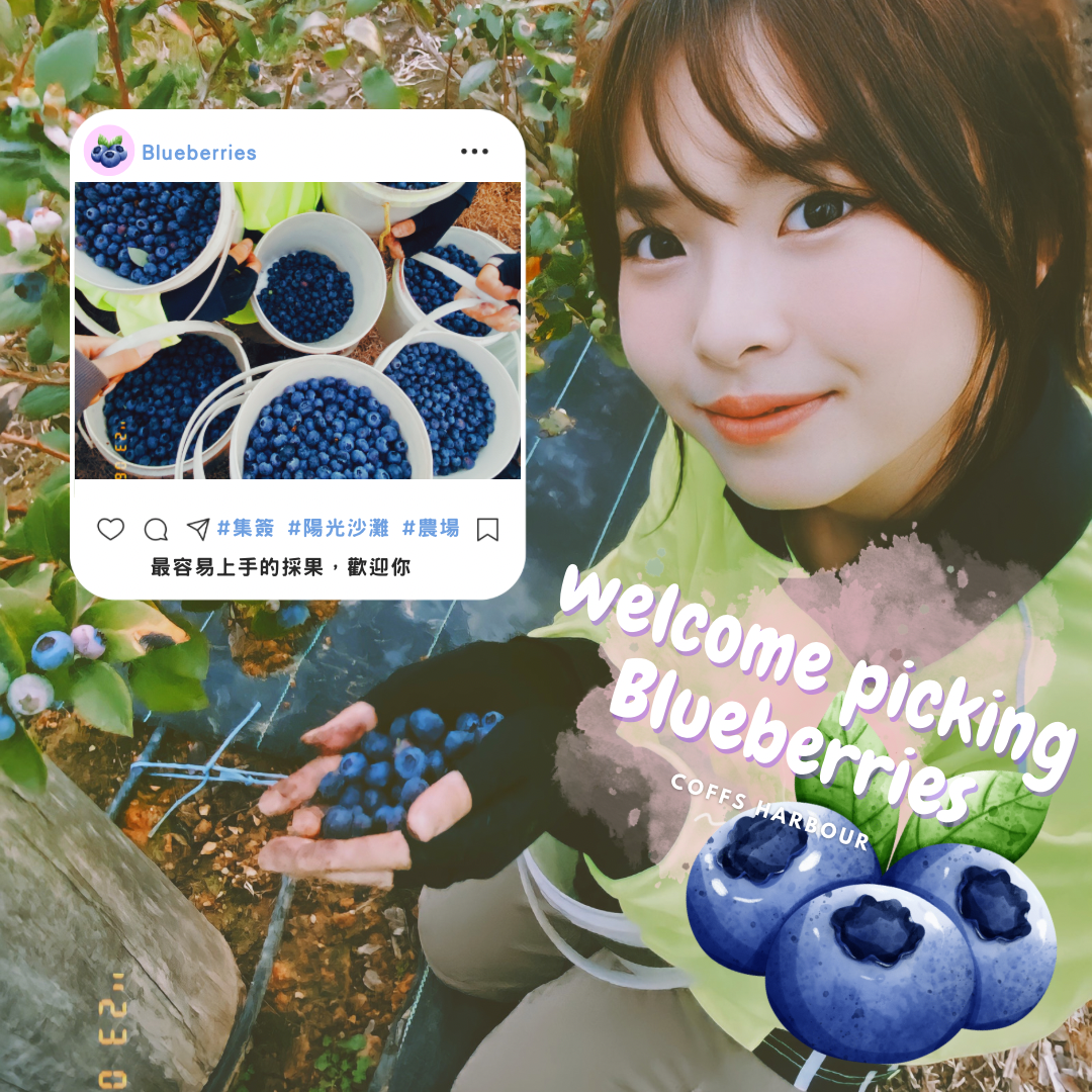 Go!豪!!アデレード - クラシファイド Blueberries/raspberry Pickers/ブルーベリー/ラズベリーピッカー